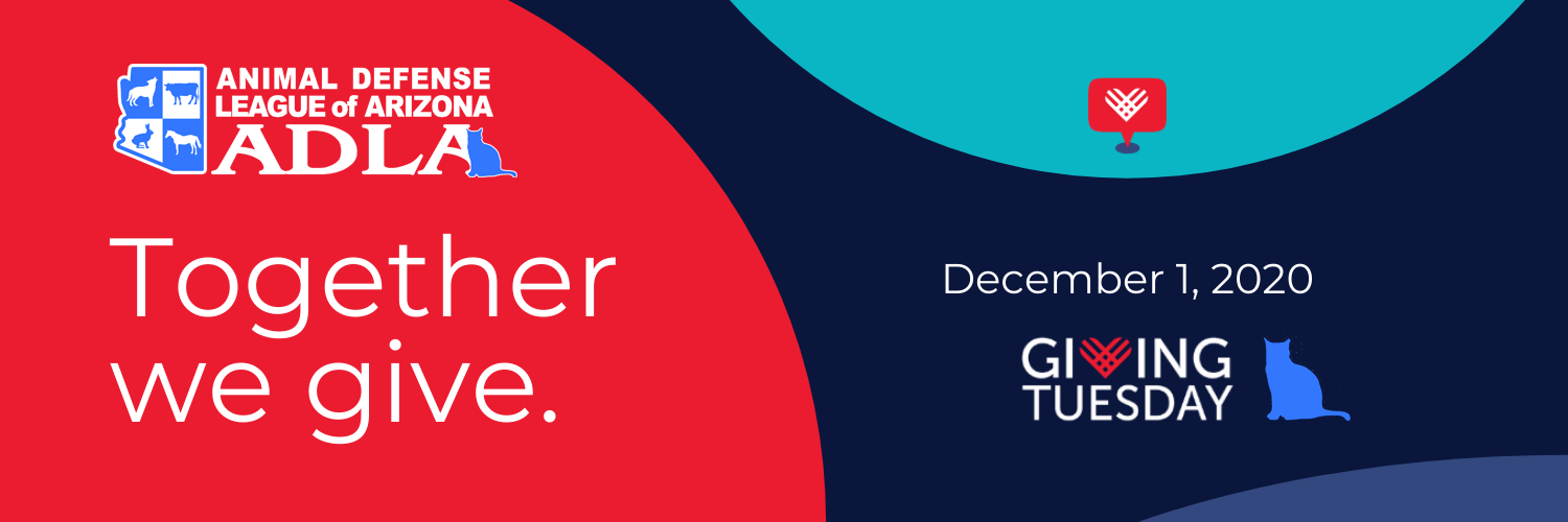 Donate to ADLA on Giving Tuesday - Animal Defense League of Arizona