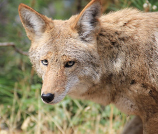 Arizona Native Wildlife - Animal Defense League of Arizona