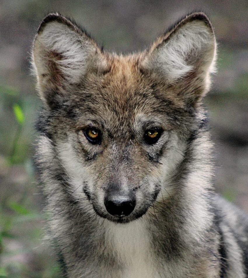 Speak Out for Endangered Wolves! - Animal Defense League of Arizona