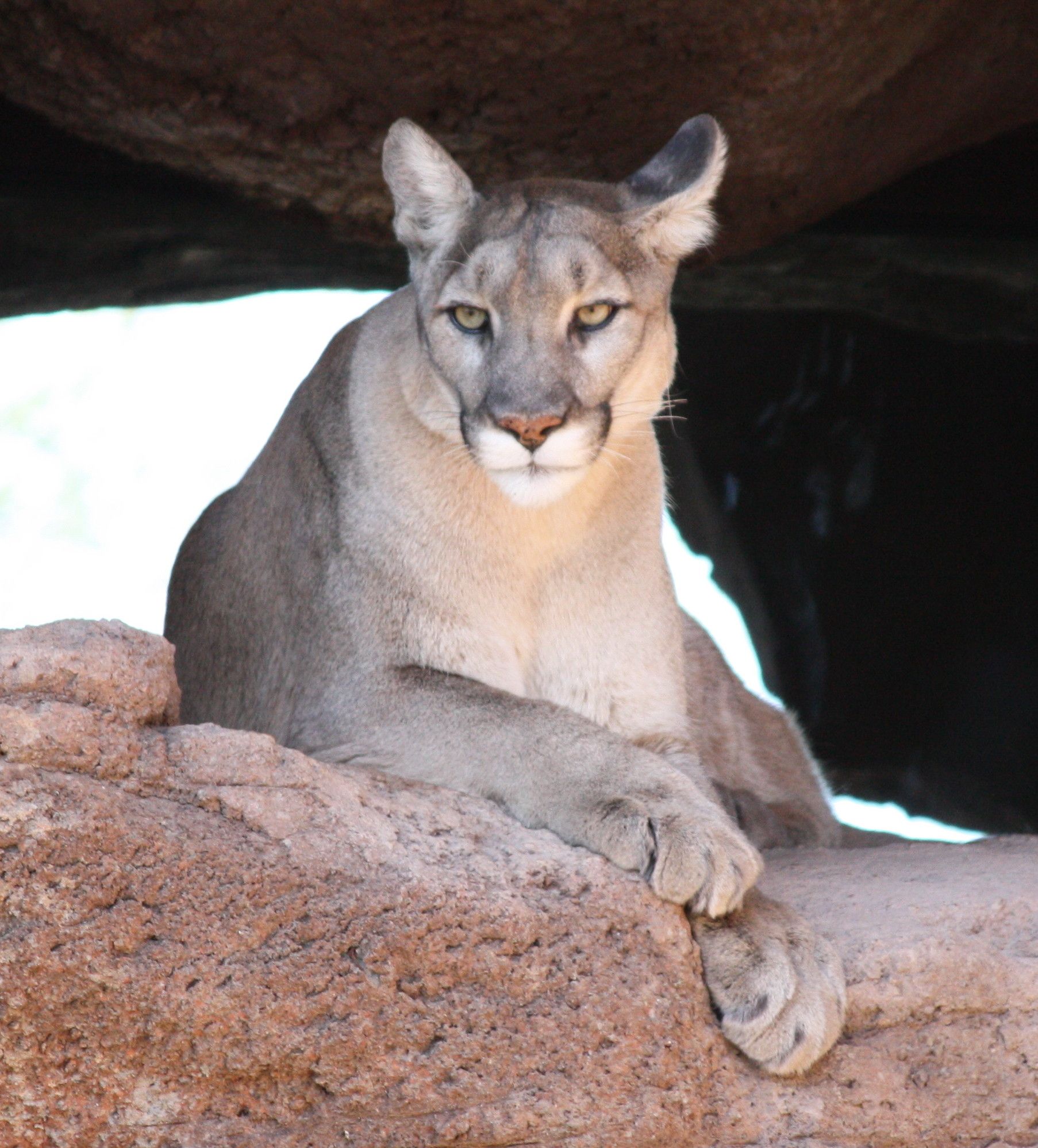 Speak Out for Arizona’s Wildlife! - Animal Defense League of Arizona