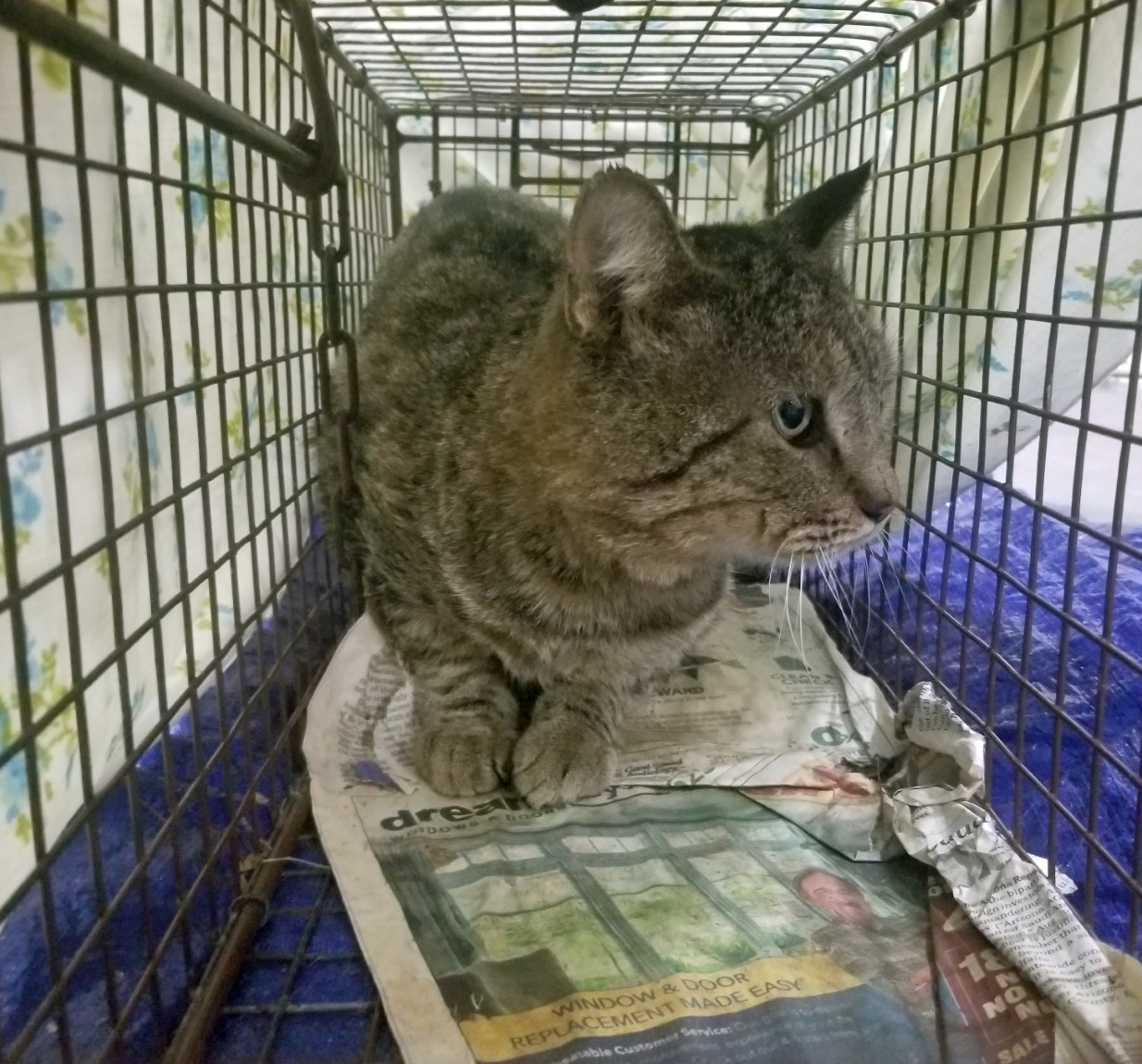 Double Your Impact on Giving Tuesday - Animal Defense League of Arizona