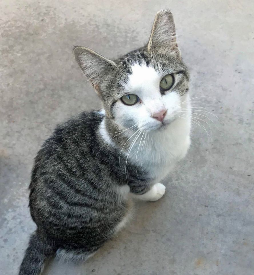 How to Limit Fireworks in Your Community - Animal Defense League of Arizona